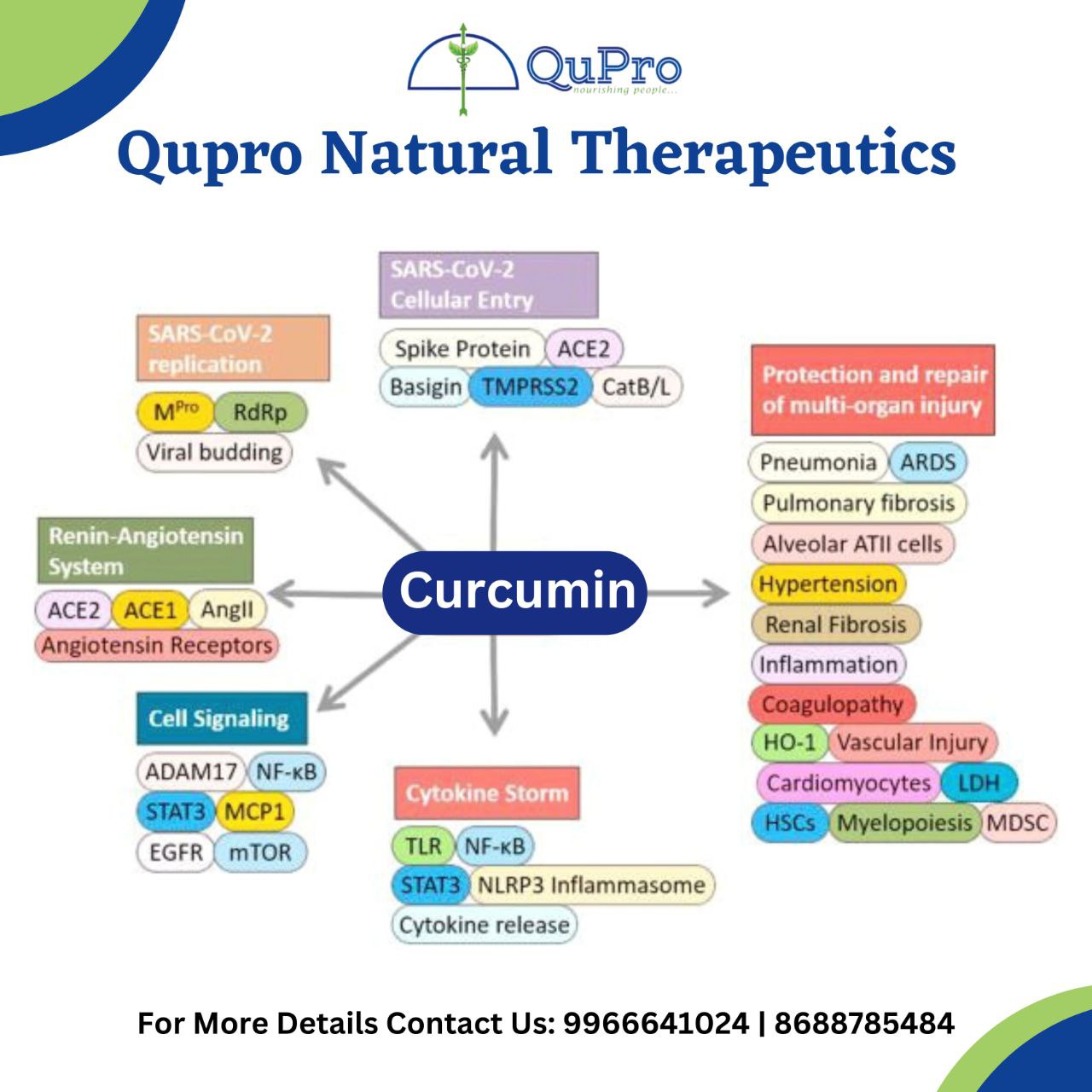 CURCUMIN RESEARCH STUDIES (ALL) AT A GLANCE - QuPro